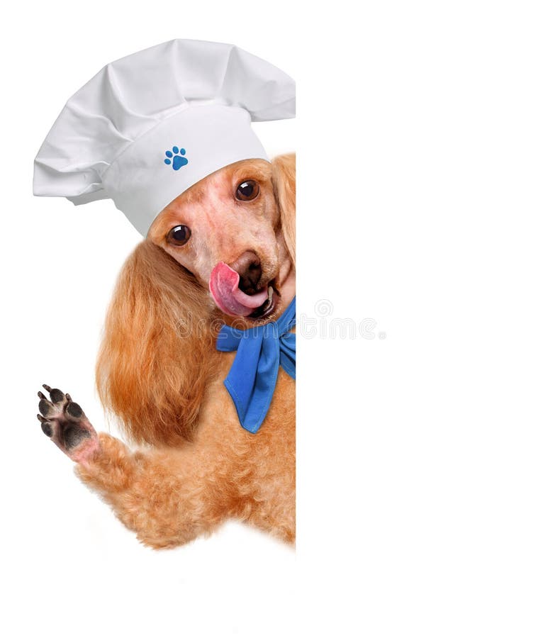 Dog chef stock image. Image of gourmet, lick, meal, puppy - 39013637