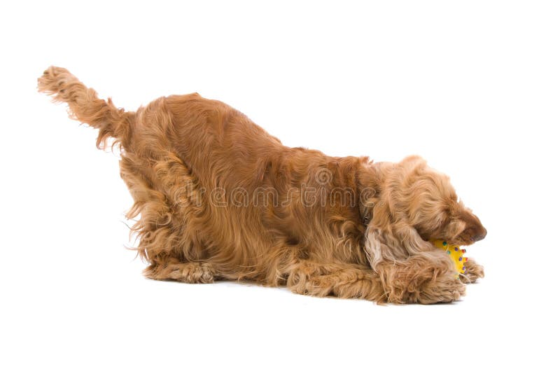 Cocker Spaniel Side Profile Stock Photos - Free & Royalty-Free Stock ...