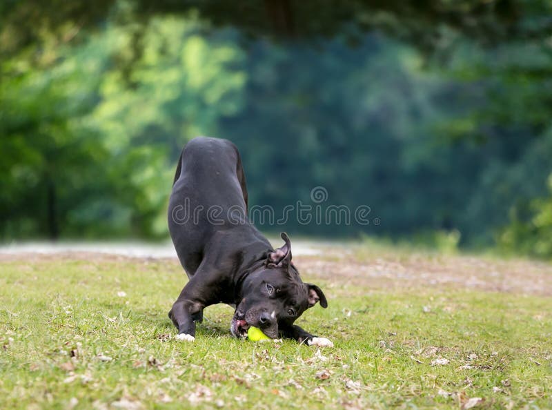 269 Dog Play Position Stock Photos - Free & Royalty-Free Stock Photos ...