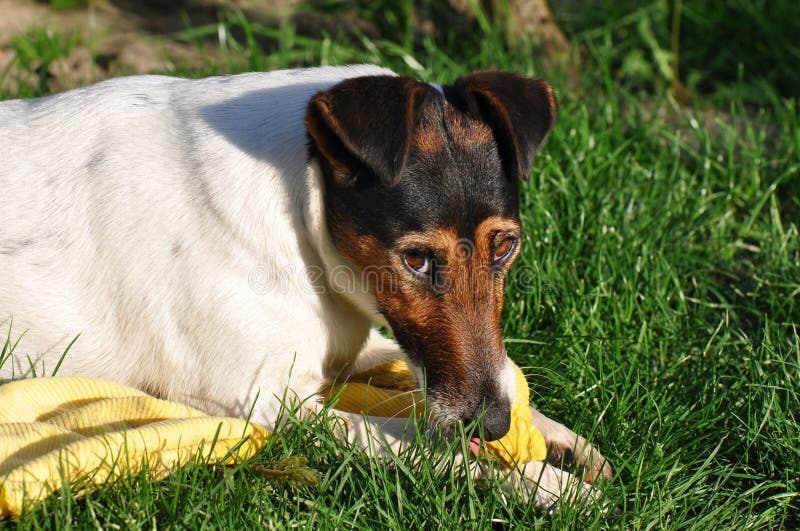 Dog chewing a cloth stock image. Image of ears, cute - 115402925