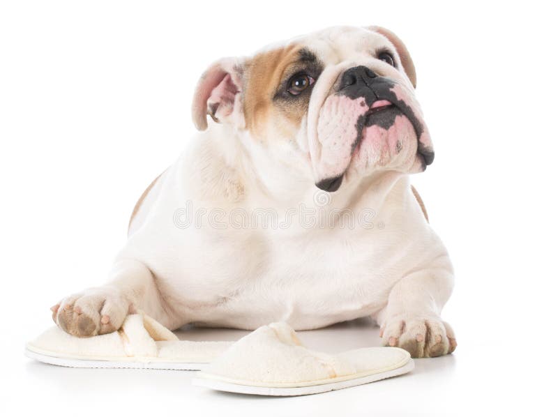 Puppy with slipper stock photo. Image of four, helpless - 11961478