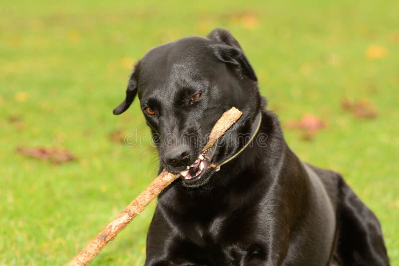 Dog chewing a stick stock photo. Image of labrador, portrait - 90393262