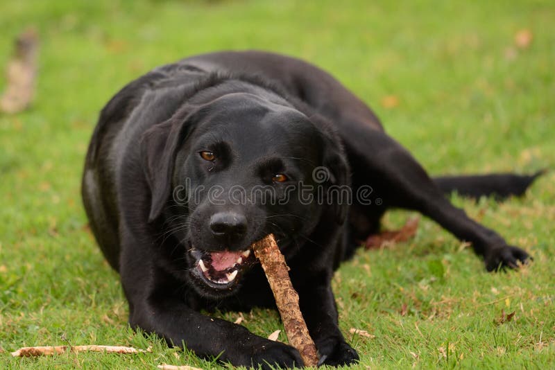 Dog chewing a stick stock image. Image of outdoor, portrait - 90394215