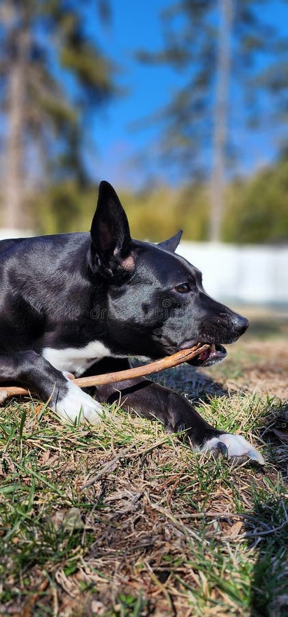 Dog Chewing a Stick Outside Stock Image - Image of outside, chewing ...