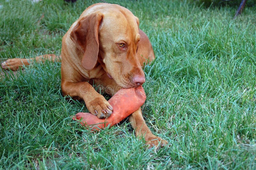Dog chewing toy stock photo. Image of hunt, chew, chewing - 9938786