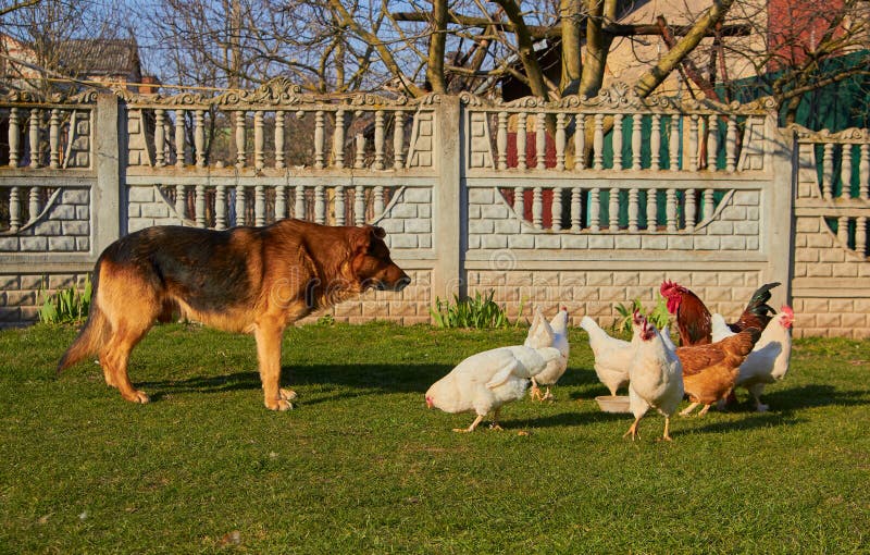 What Is The Best Dog To Guard Chickens