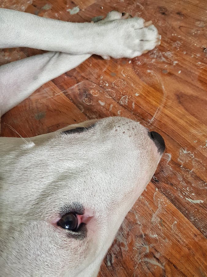 Dog stock photo. Image of animal, chillin, hard, amazing - 92783930