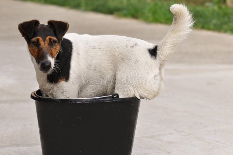 Dog Chilling in a Bucket Full with Water Stock Image - Image of hiding ...