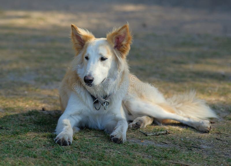Dog Chilling in Nature Forest Woods White and Brown Stock Image - Image ...
