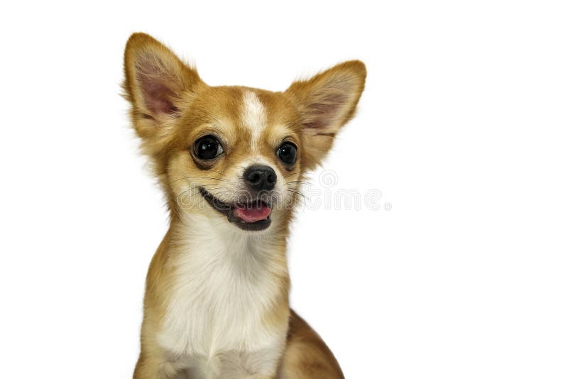 Small Chivava Stock Photos - Free & Royalty-Free Stock Photos from ...