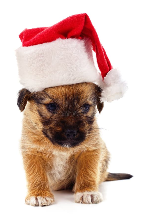 Dog in Christmas hat stock image. Image of family, pursuit - 262548447