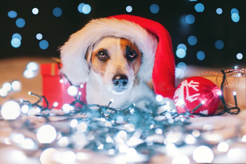 Dog in christmas hat stock photo. Image of puppy, xmas - 104188438