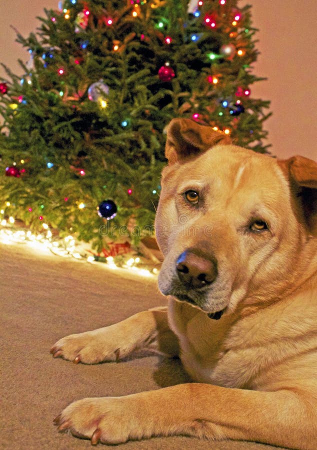 Dog and Christmas Tree stock photo. Image of lights, sitting - 48414054