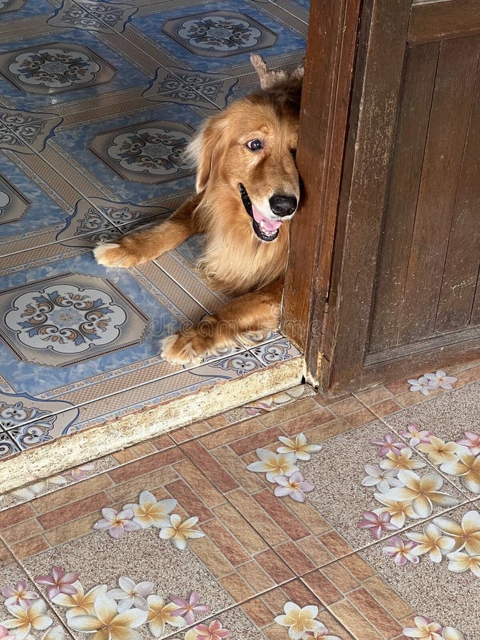 A dog in the city stock image. Image of pedigree, portrait - 354440945