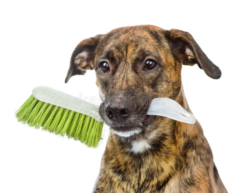 Dog with Cleaning Brush Isolated on White Background Stock Photo ...