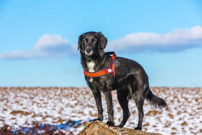 Dog climbing stock image. Image of wachhund, walk, canine - 85684805