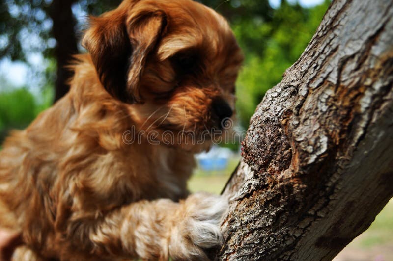 748 Dog Climbing Tree Stock Photos - Free & Royalty-Free Stock Photos ...