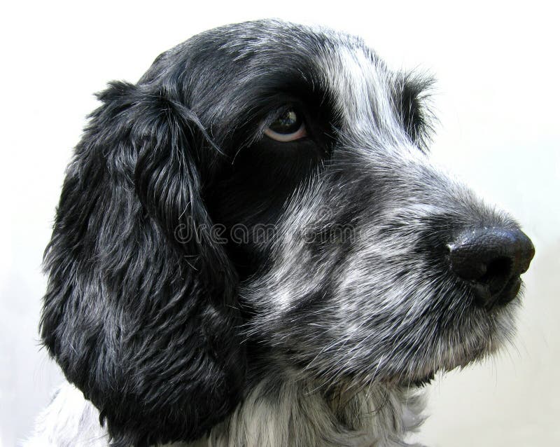 Dog-close-up stock photo. Image of breed, lifestyle, black - 141086