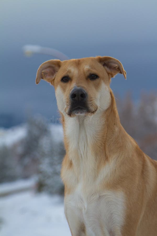 Dog Close up stock image. Image of labrador, yellow - 134872659