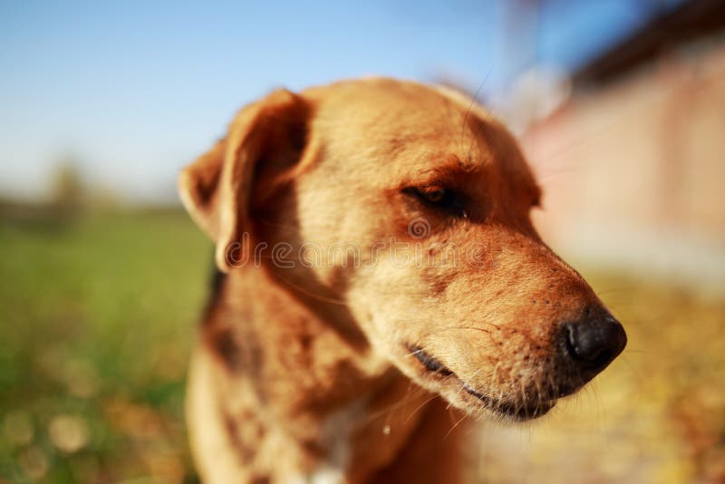 Dog close up stock photo. Image of look, fawn, portrait - 61017484