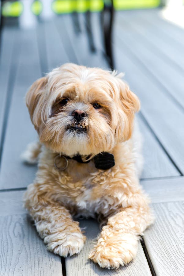 150 Shitsu Stock Photos - Free & Royalty-Free Stock Photos from Dreamstime