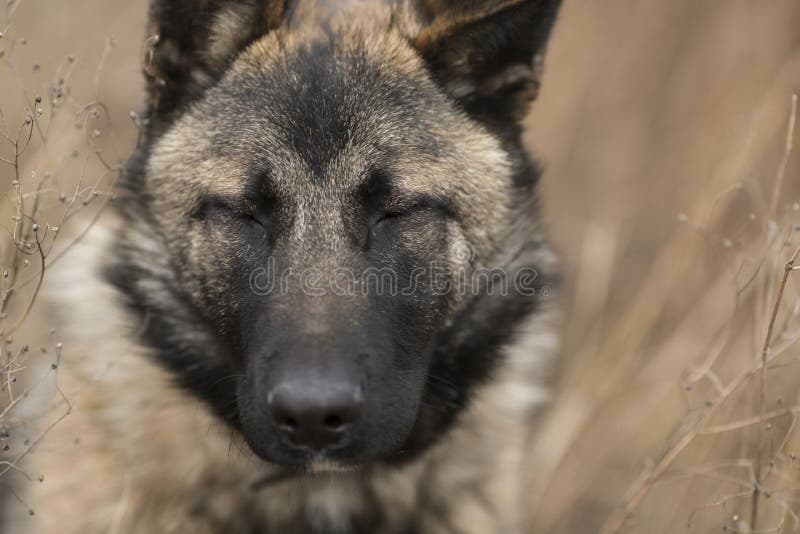 Dog with closed eyes stock image. Image of haired, outdoors - 48620211