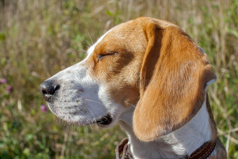 Beagle Dog With Closed Eyes Stock Photo - Image of background, laying ...