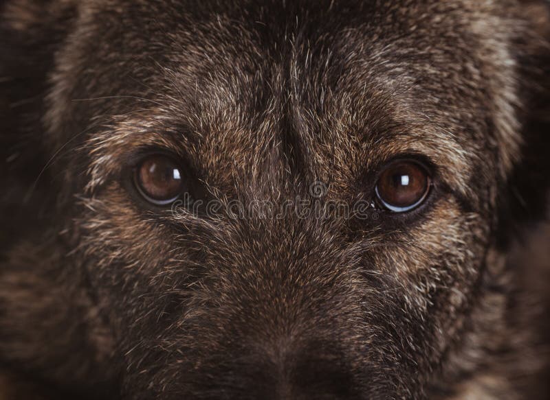 Dog closeup. front view stock photo. Image of mongrel - 139718114