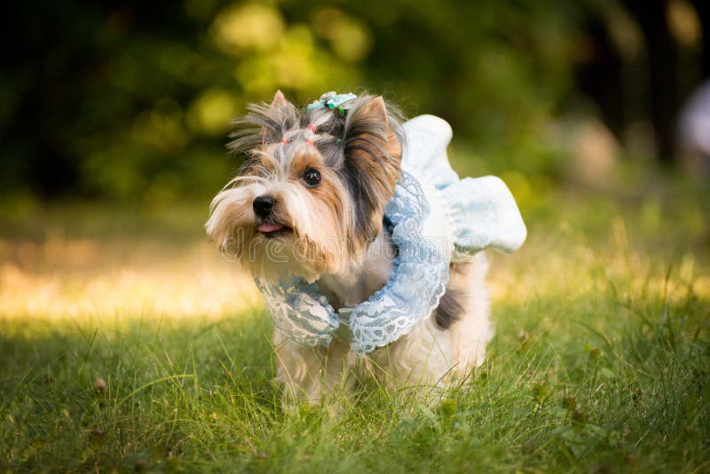 Dog in clothes stock image. Image of elegance, gown - 106149573