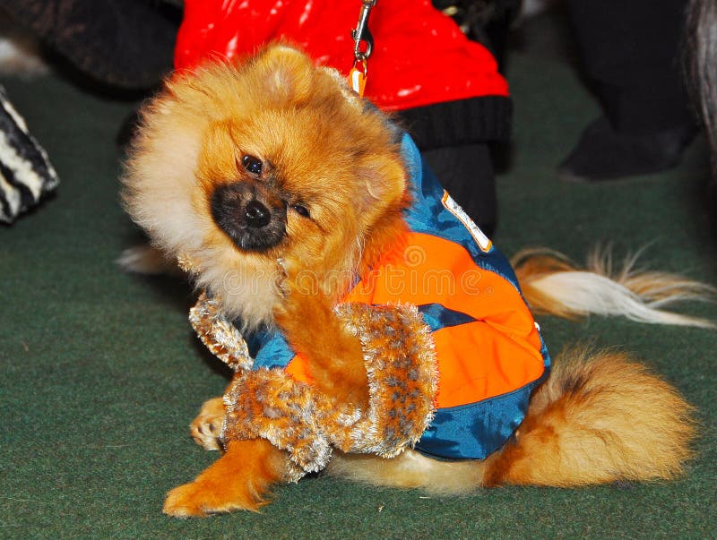 Dog in clothes stock image. Image of scratching, fleas - 46927991