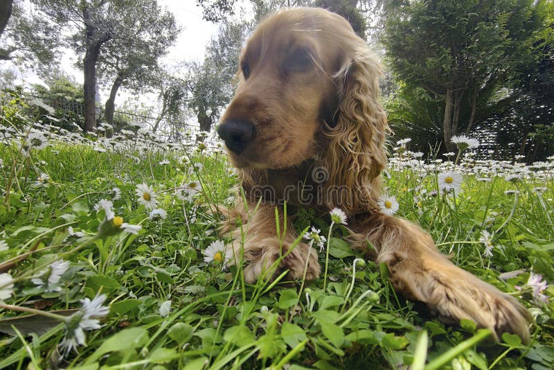 Dog Cocker Spaniel in Daisy Flower Field Stock Image - Image of poppies ...