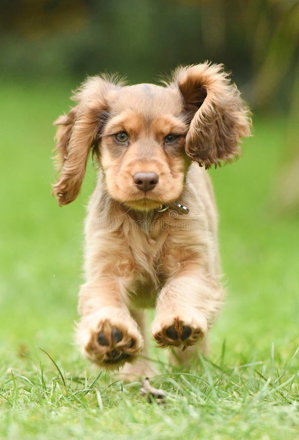 Dog, Cocker Spaniel stock photo. Image of canine, action - 110553850