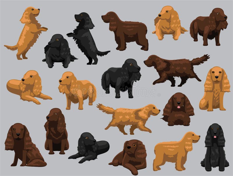 Dog Cocker Spaniel Various Colors Poses Cartoon Vector Character Stock ...