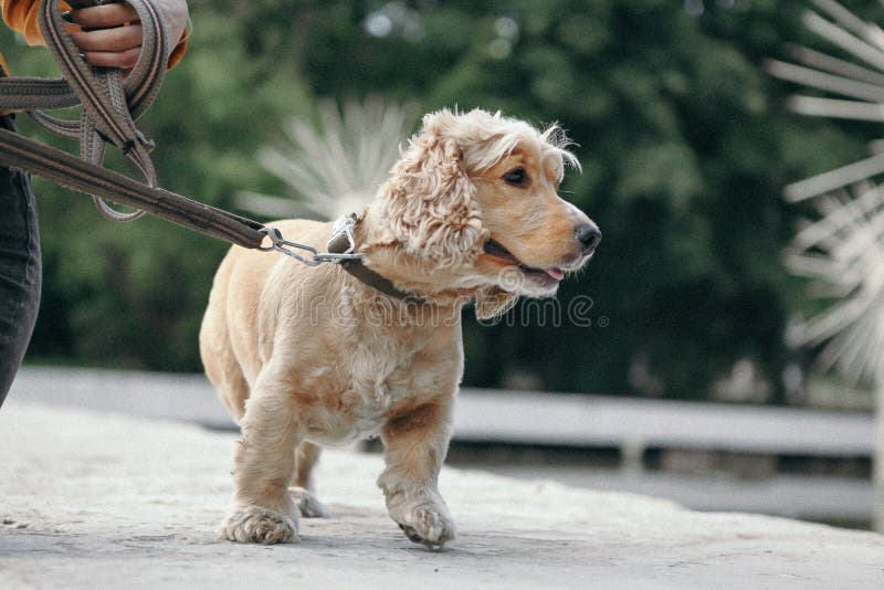 Dog Cocker Spaniel Walk in Park in the Summer Day. Stock Photo - Image ...
