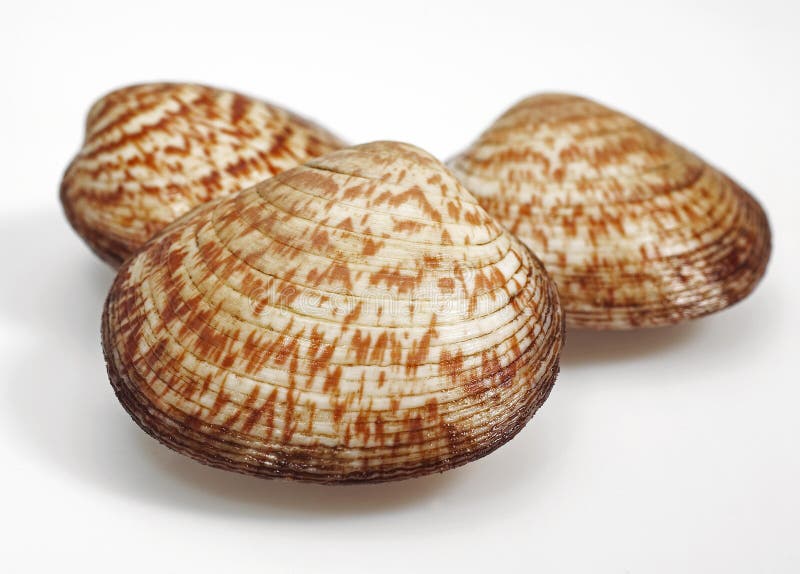 Dog Cockle Shell, Glycymeris Glycymeris, Fresh Shells Against White ...