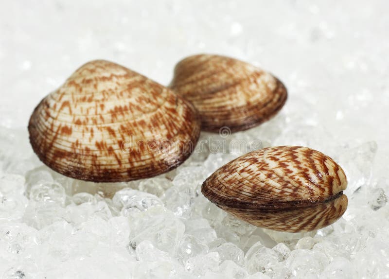 Dog Cockle Shell, Glycymeris Glycymeris, Fresh Shells on Ice Stock ...