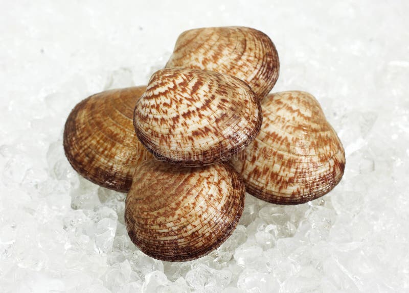 Dog Cockle Shell, Glycymeris Glycymeris, Fresh Shells on Ice Stock ...