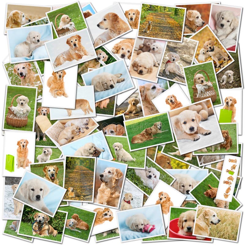16+ Dog collage Free Stock Photos - StockFreeImages