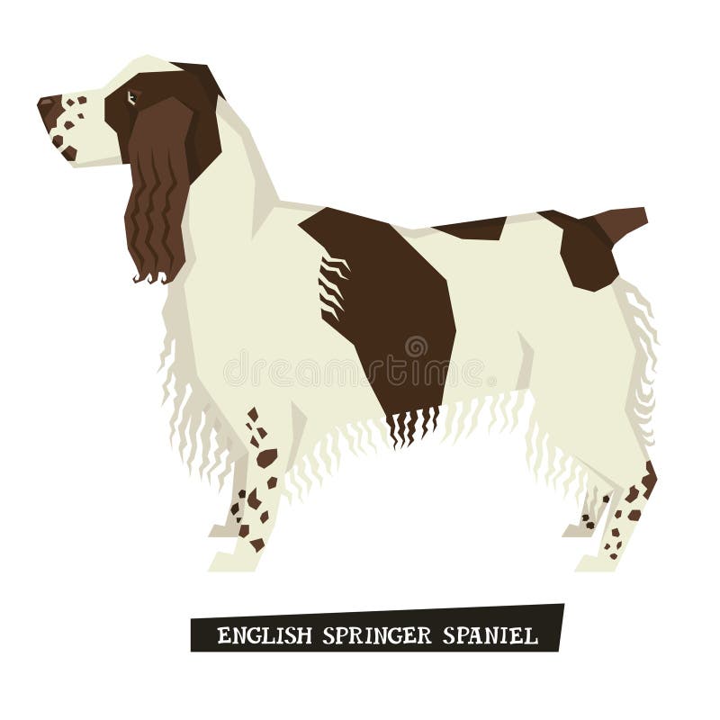English Springer Spaniel - Peeking Dogs - - Breed Face Head Isolated on ...