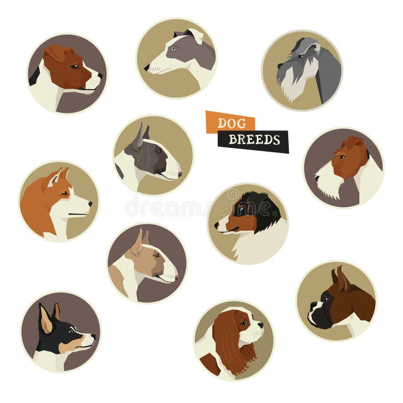 Dog Collection. Vector Set of 11 Dog Breeds Stock Vector - Illustration ...