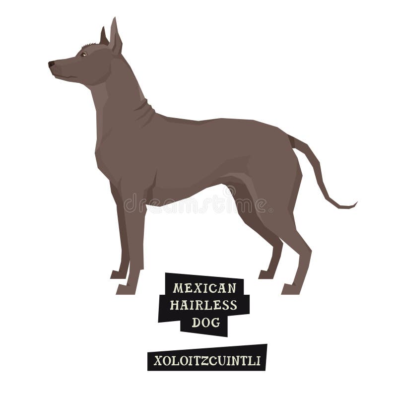 Xoloitzcuintli Stock Illustrations – 211 Xoloitzcuintli Stock ...