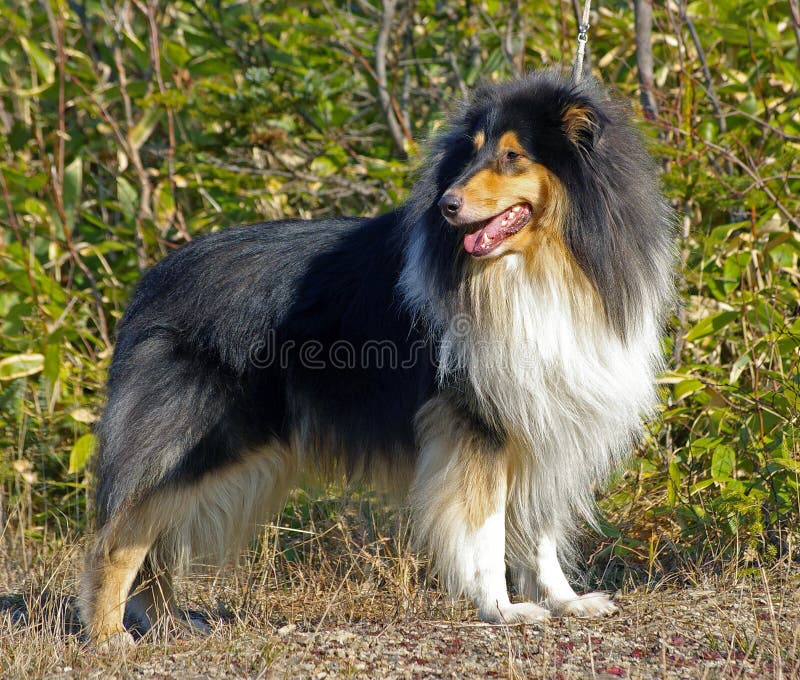 Dog collie stock image. Image of paint, charge, black - 11534289