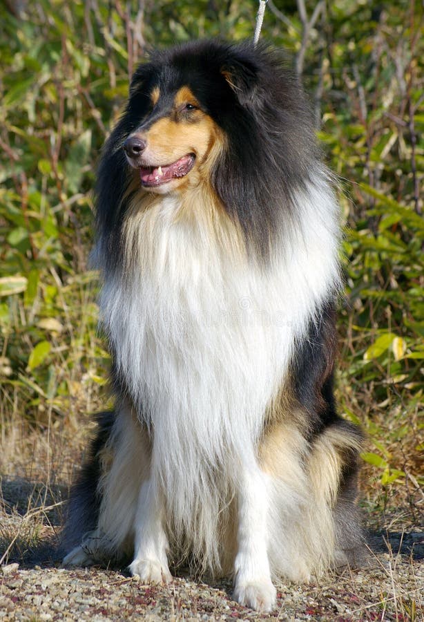 Dog collie stock photo. Image of scottish, vertical, redhead - 11534294