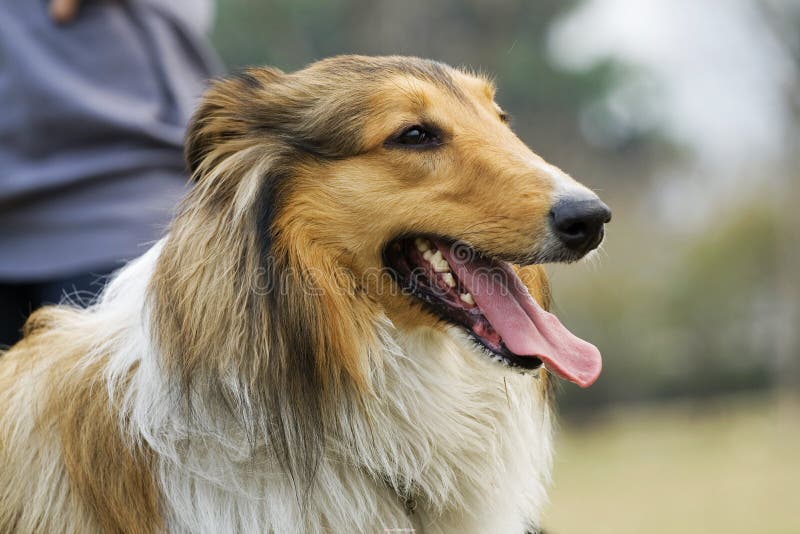The dog of Collie stock image. Image of staunch, amusing - 4552893