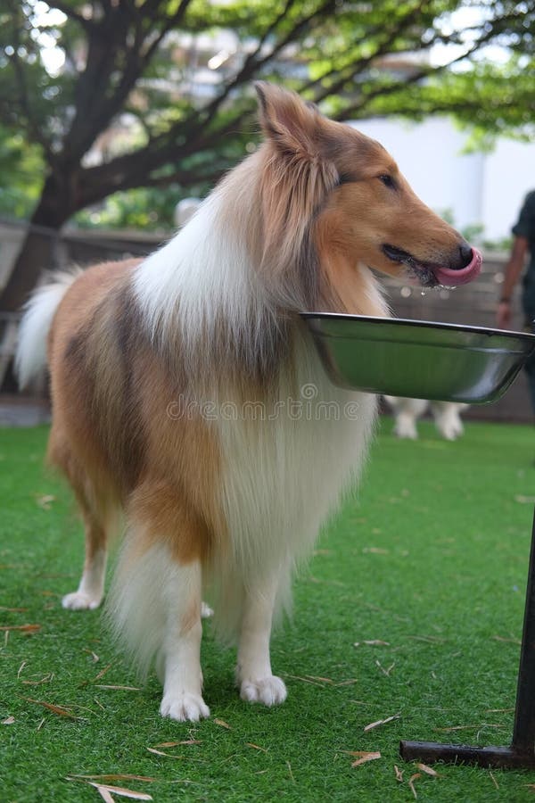 Dog stock image. Image of bowl, drinking, water, colly - 112175845