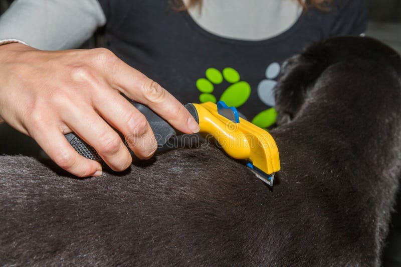 Dog combing stock image. Image of ministration, medical - 78559935