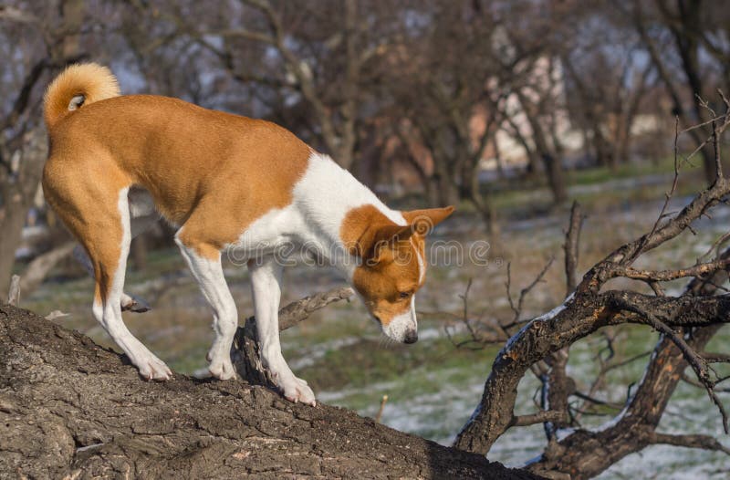 Dog Come Down from Low Level Tree Branch on Its Territory Stock Photo ...