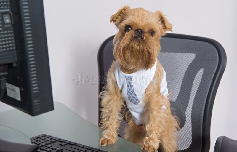 Dog and the computer stock photo. Image of table, equipment - 43236410