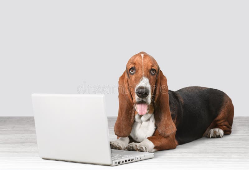 18,932 Animal Laptop Stock Photos - Free & Royalty-Free Stock Photos ...