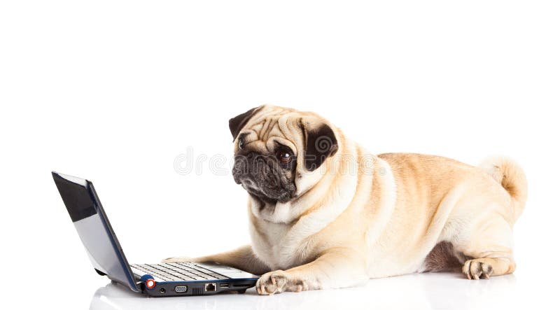 Dog and Computer Isolated on White Background Stock Image - Image of ...